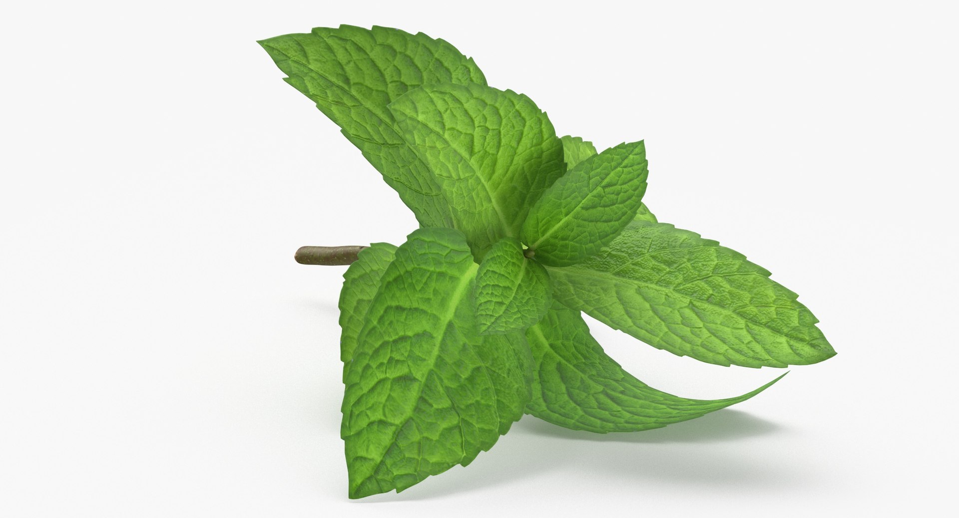 Prop 13 Mint Sprigs Type 02 3D Model - TurboSquid 2145482
