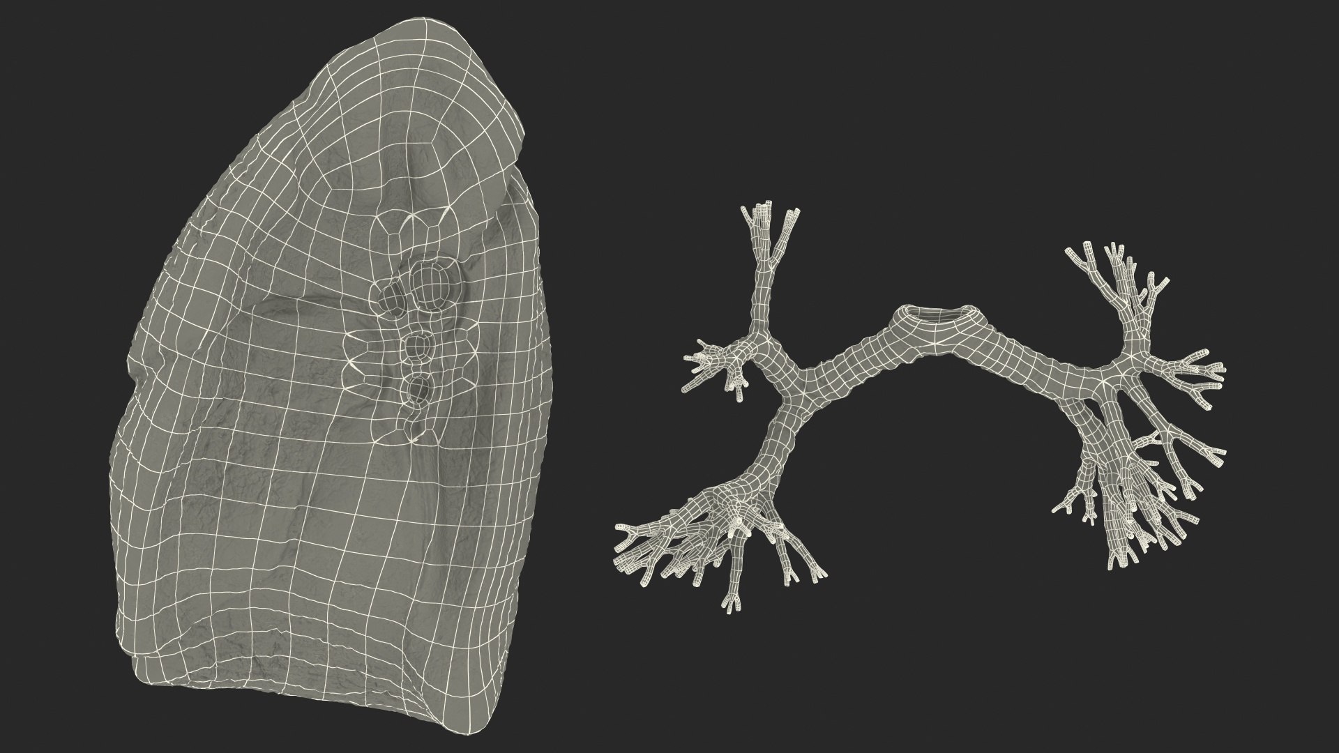 Human lung right bronchi 3D model - TurboSquid 1461705