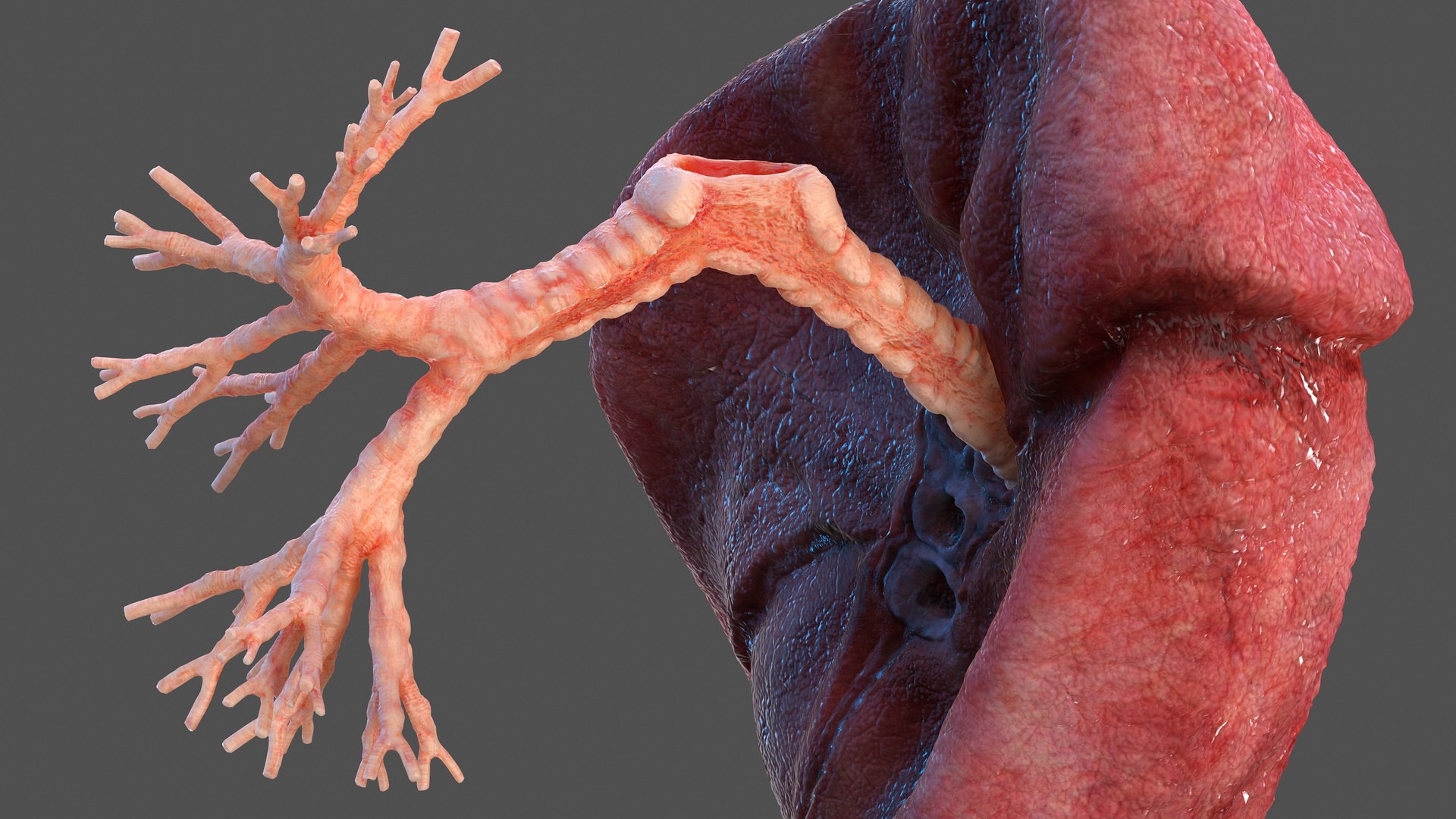 Human Lung Right Bronchi 3D Model - TurboSquid 1461705