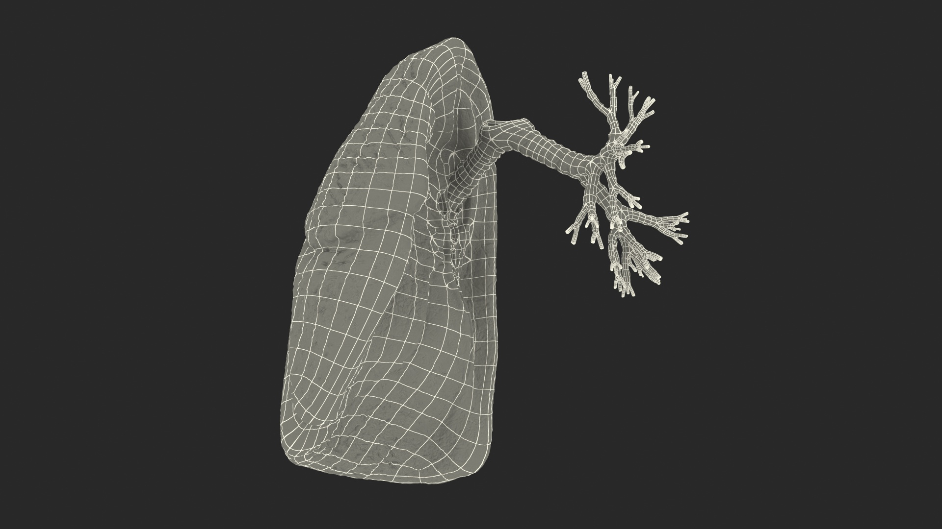 Human Lung Right Bronchi 3D Model - TurboSquid 1461705