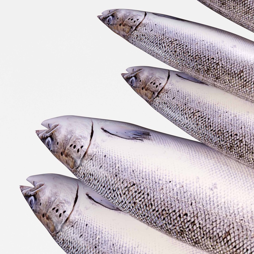 Semga Fish 3D Model - TurboSquid 2477717