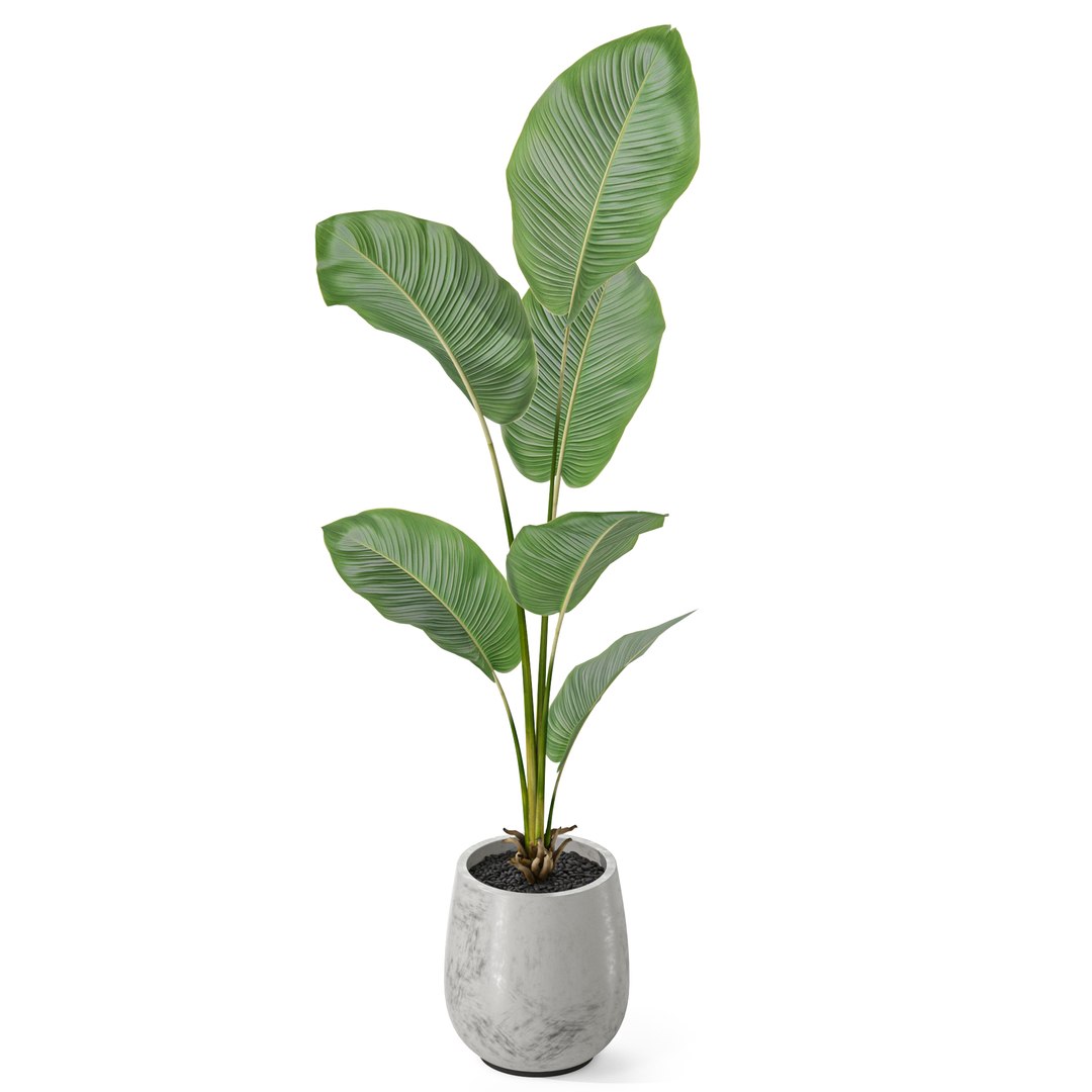 3D Plants Collection 1146 - TurboSquid 2287634