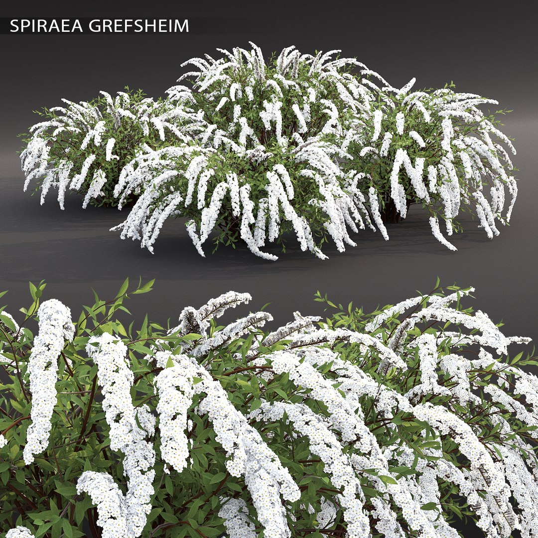 Shrub Spiraea Cinerea 3D Model - TurboSquid 1264111