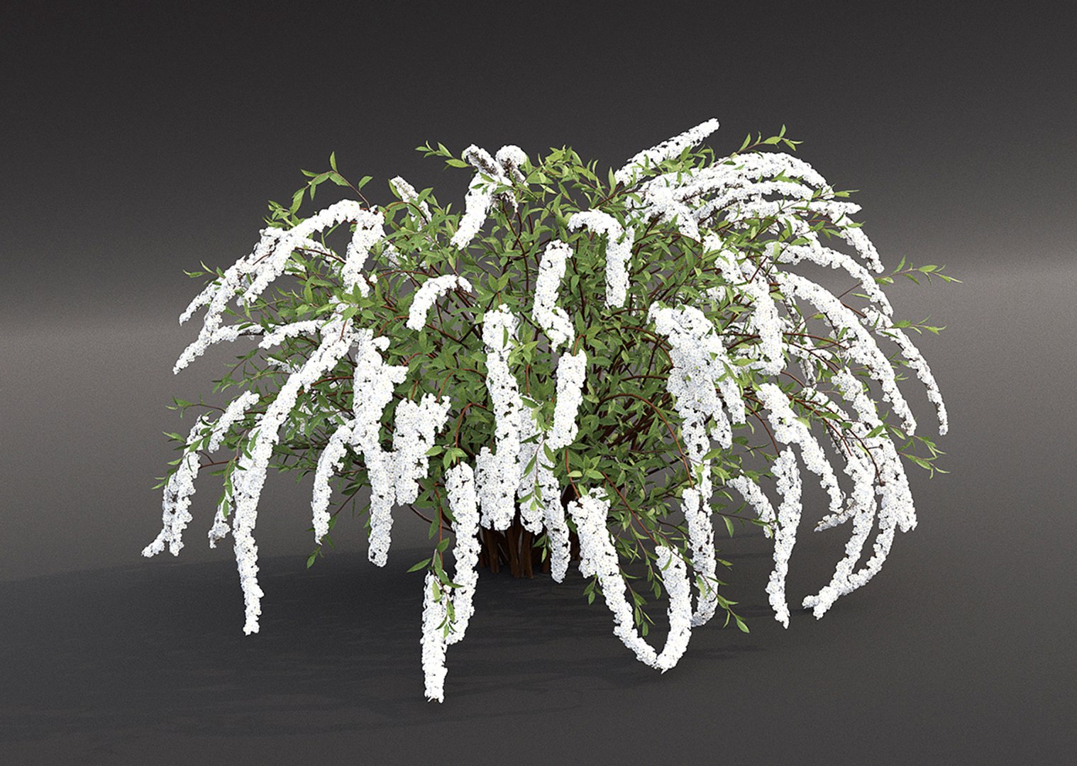 Shrub Spiraea Cinerea 3D Model - TurboSquid 1264111