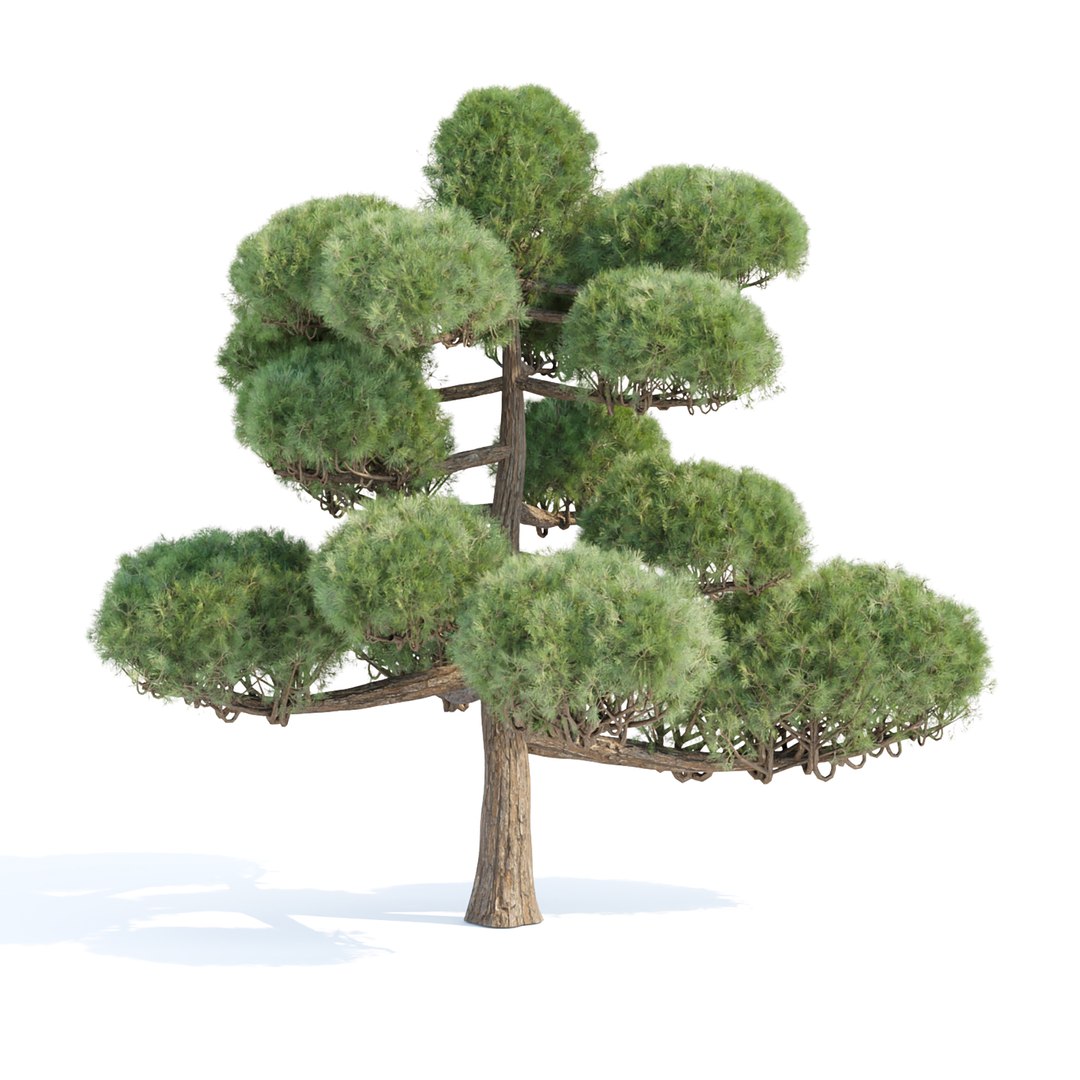 3D Niwaki Trees For Garden Vol 151 - TurboSquid 1985574