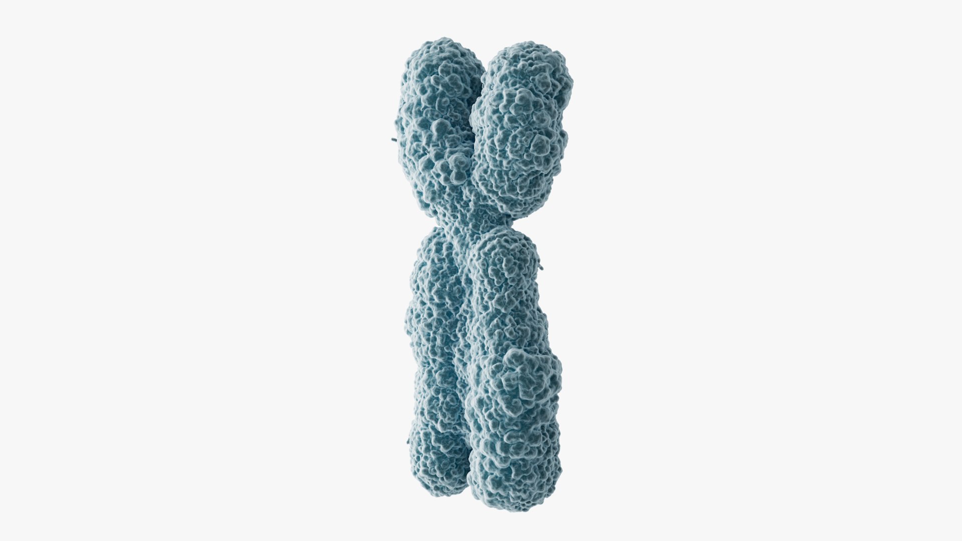 Chromosome X 3D Model - TurboSquid 2226506