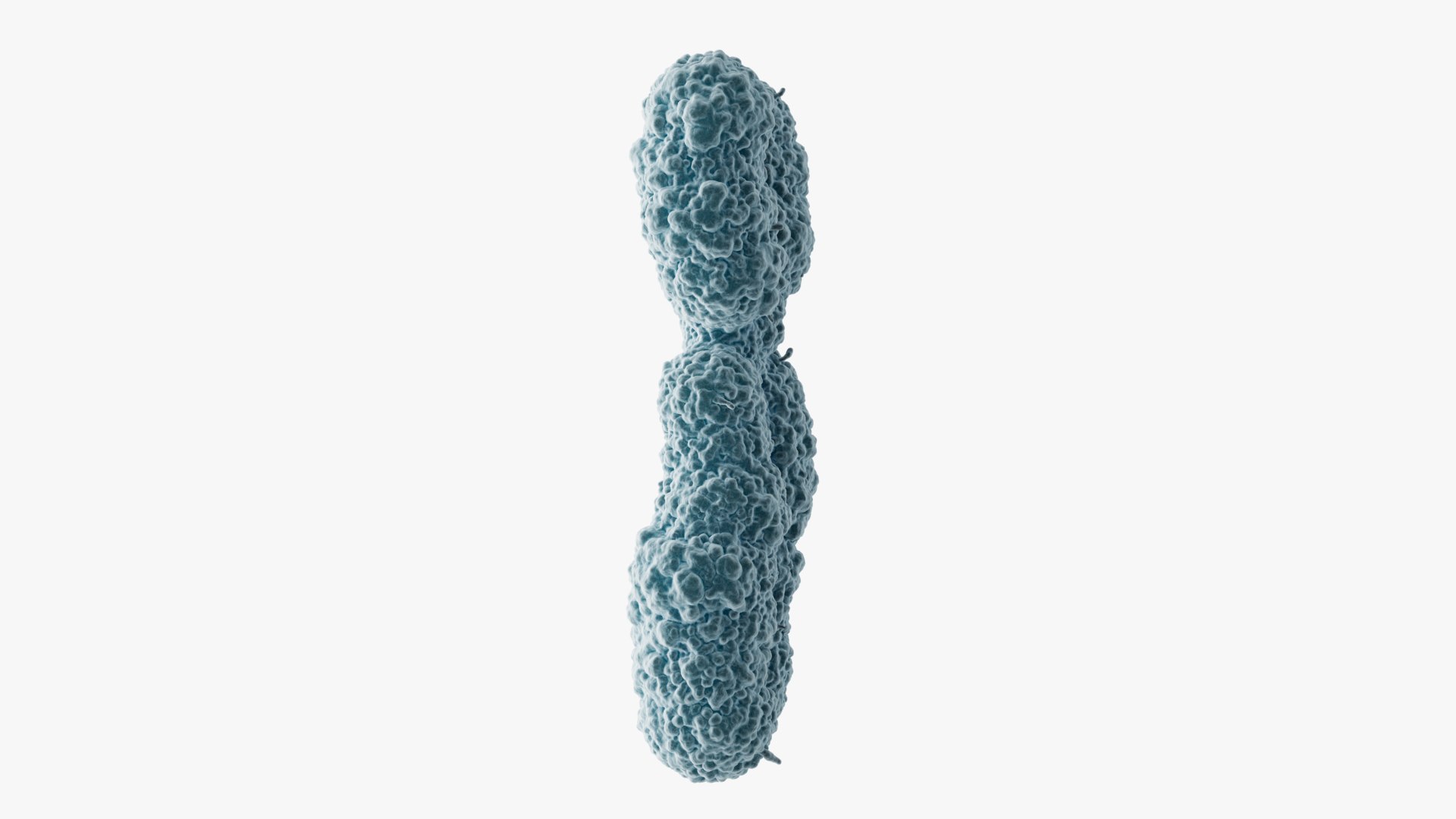 Chromosome X 3D Model - TurboSquid 2226506