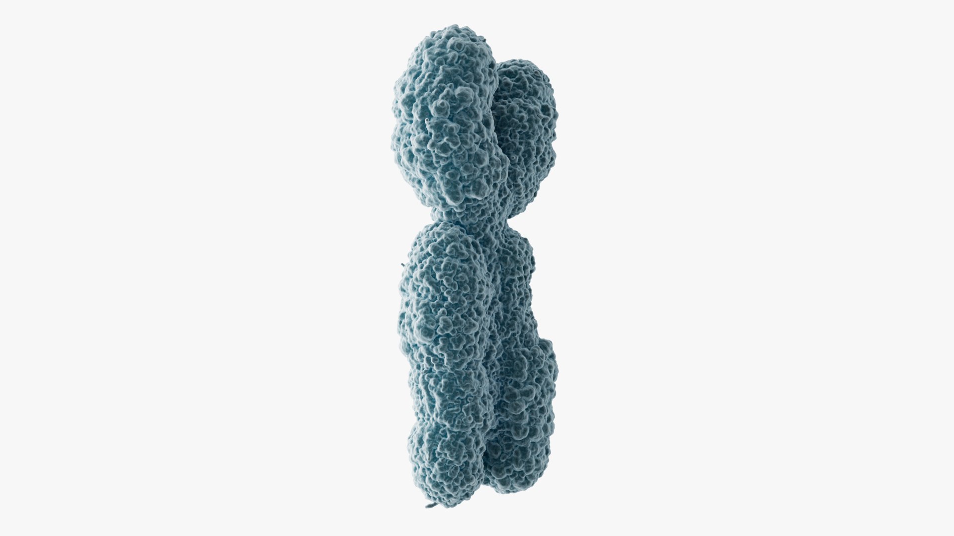 Chromosome X 3D Model - TurboSquid 2226506