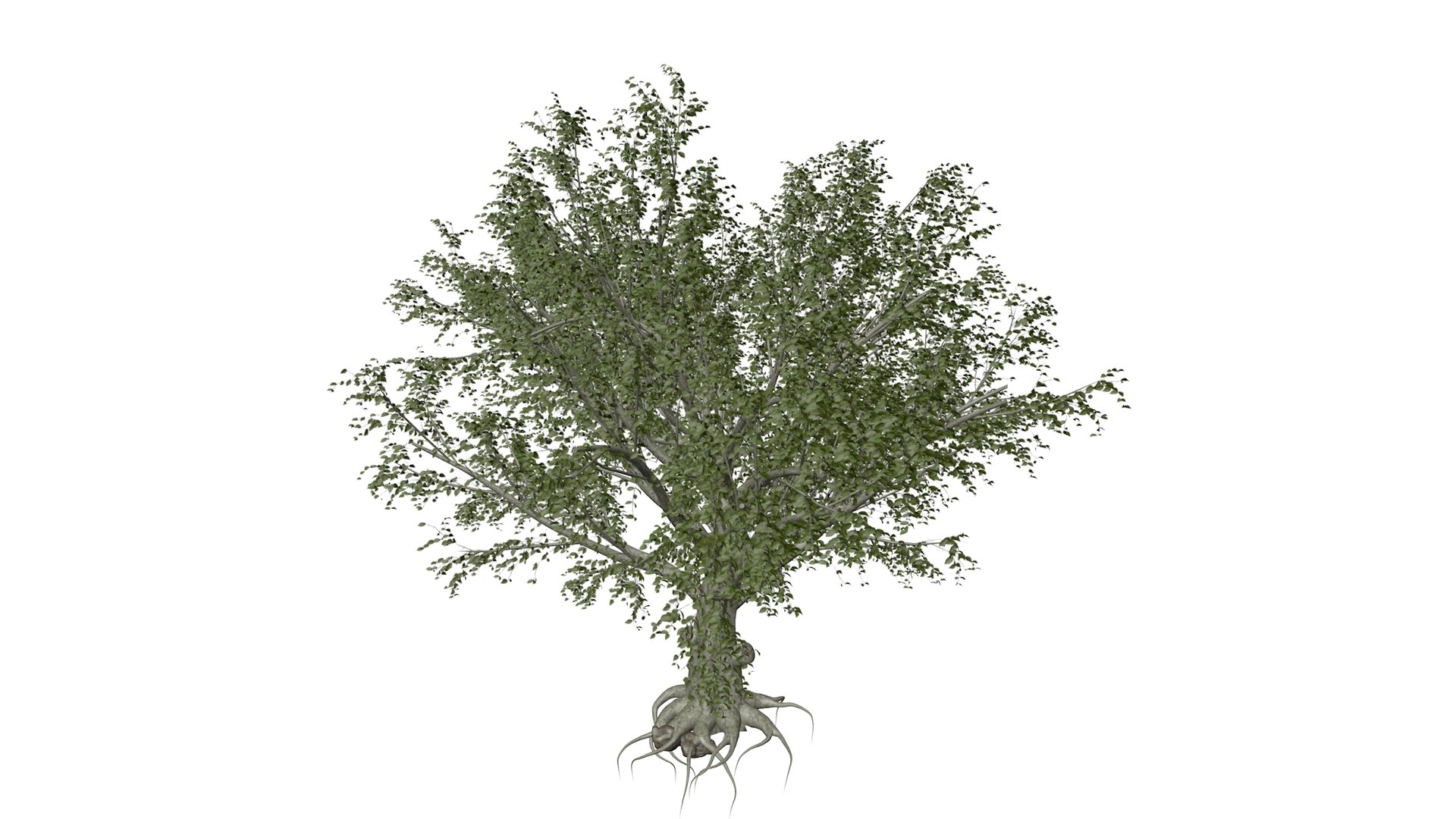 3D Model American Beech Tree Collection - TurboSquid 2378948