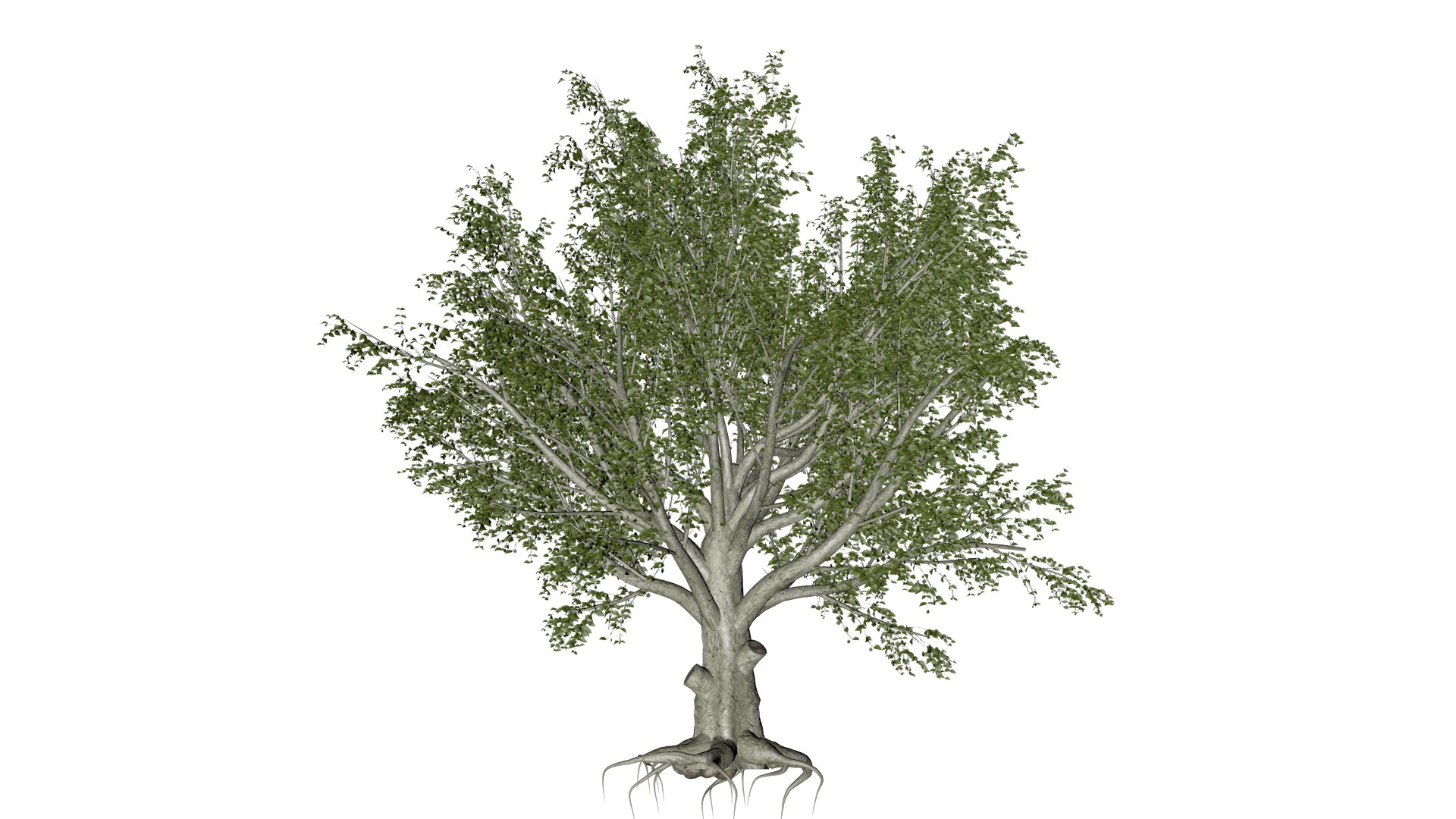 3D American Beech Tree - 07 - Model - TurboSquid 2374278