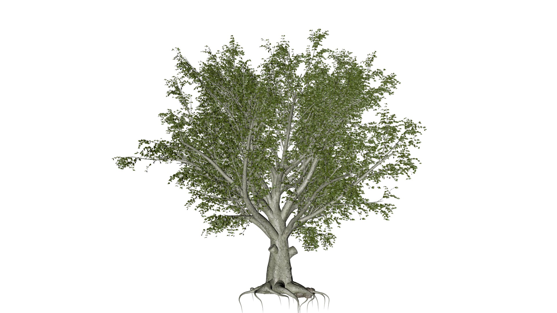 3D American Beech Tree - 07 - Model - TurboSquid 2374278