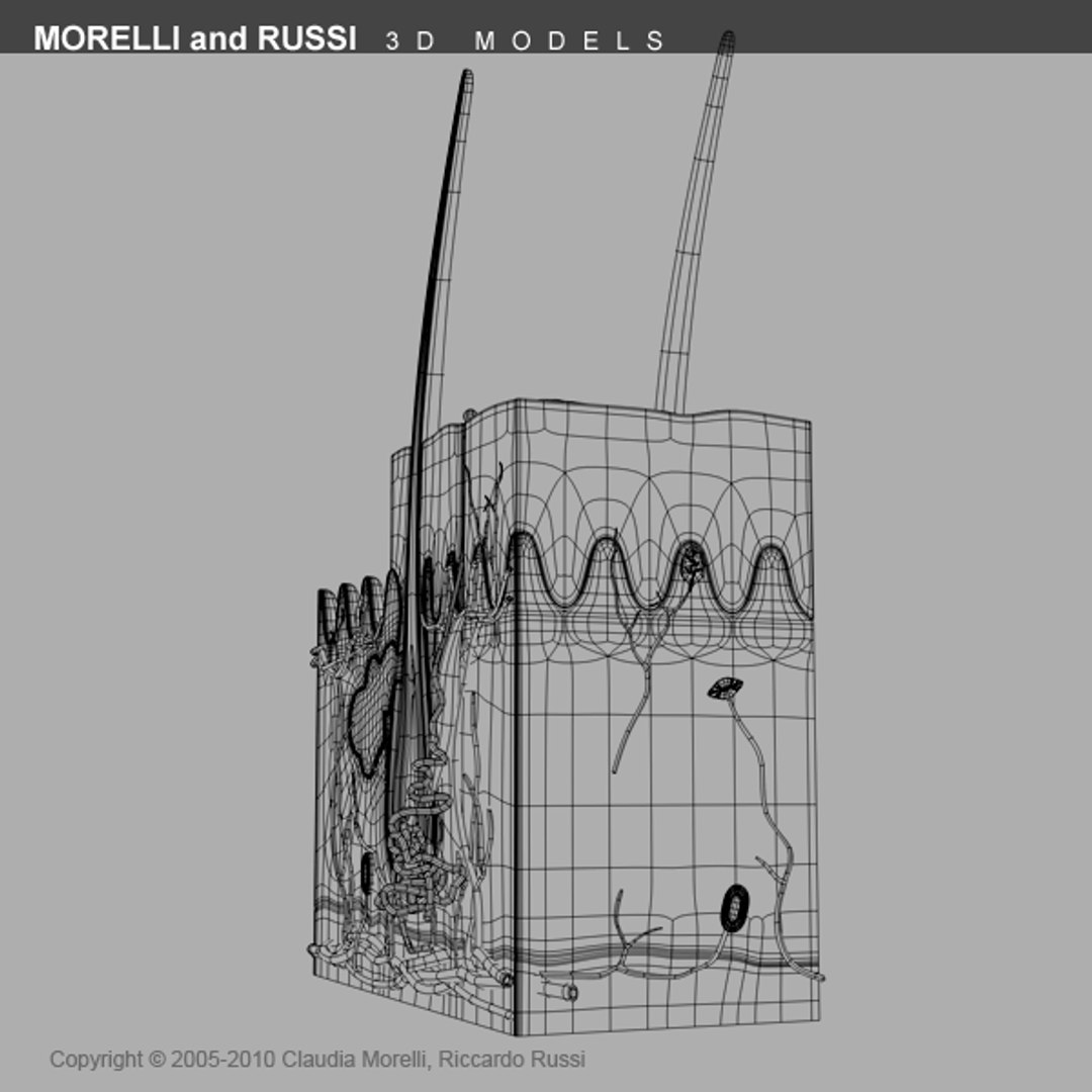 Cross Section 3d Model