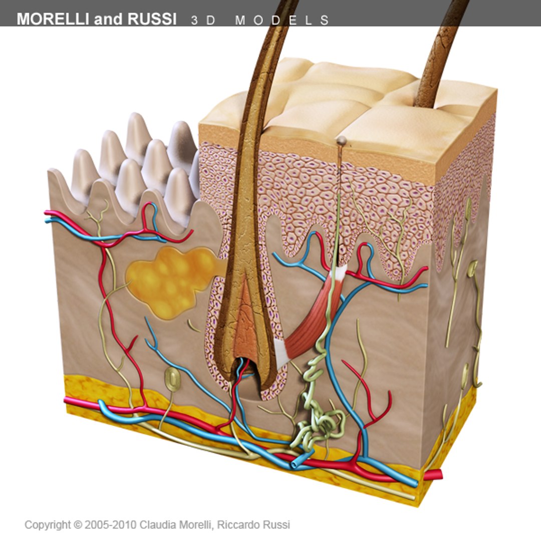 Cross Section 3d Model