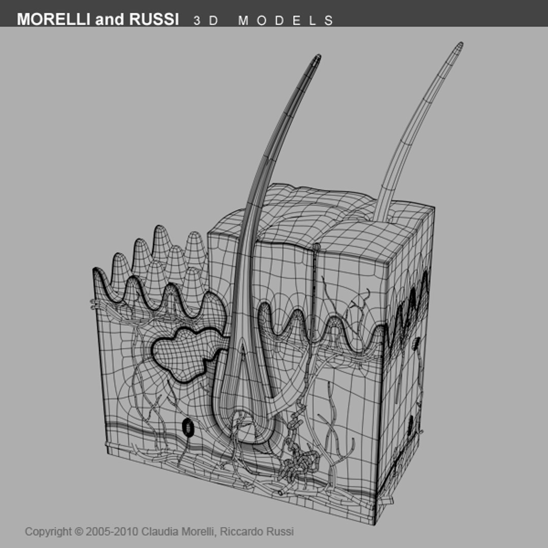 Cross Section 3d Model