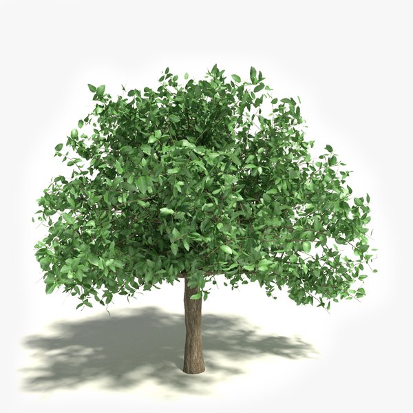 small tree 3d model
