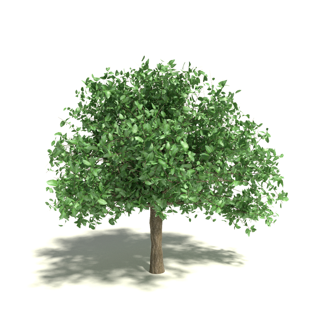 3d Tree Model