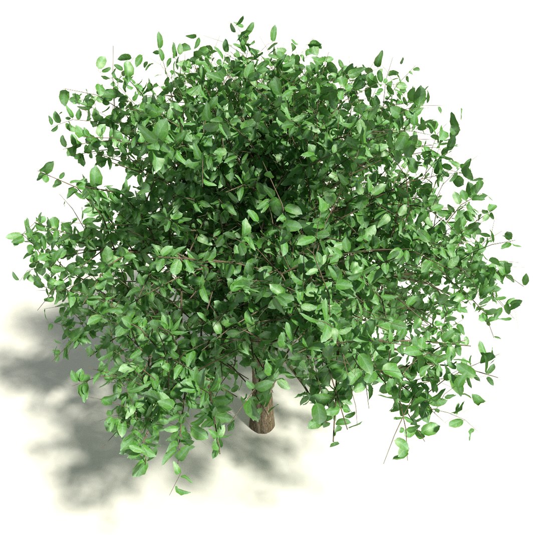 3d Tree Model
