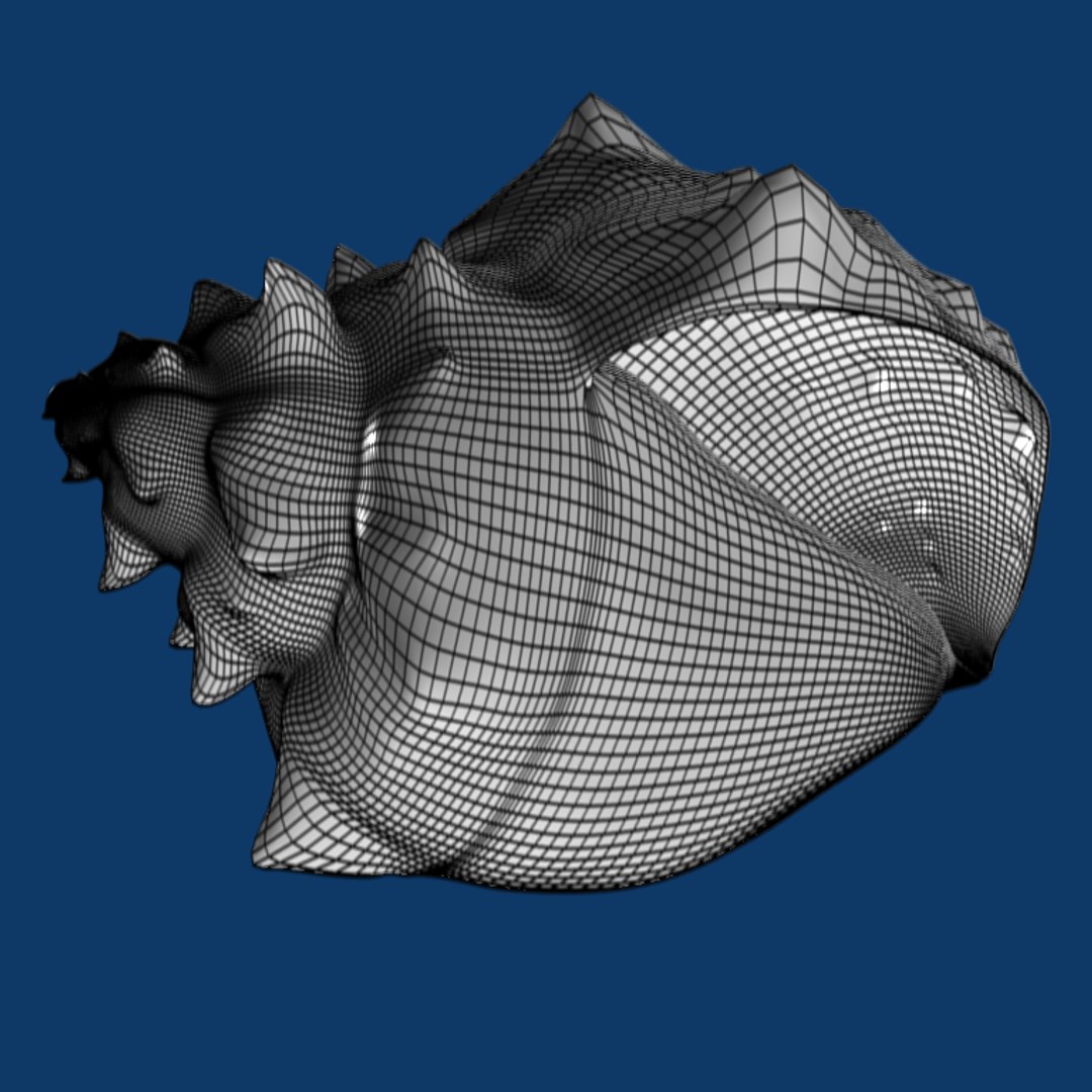 sea seashell shell 3d obj