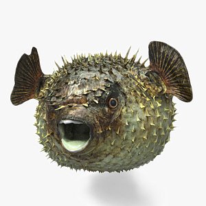 Free 3D Puffer-Fish Models | TurboSquid