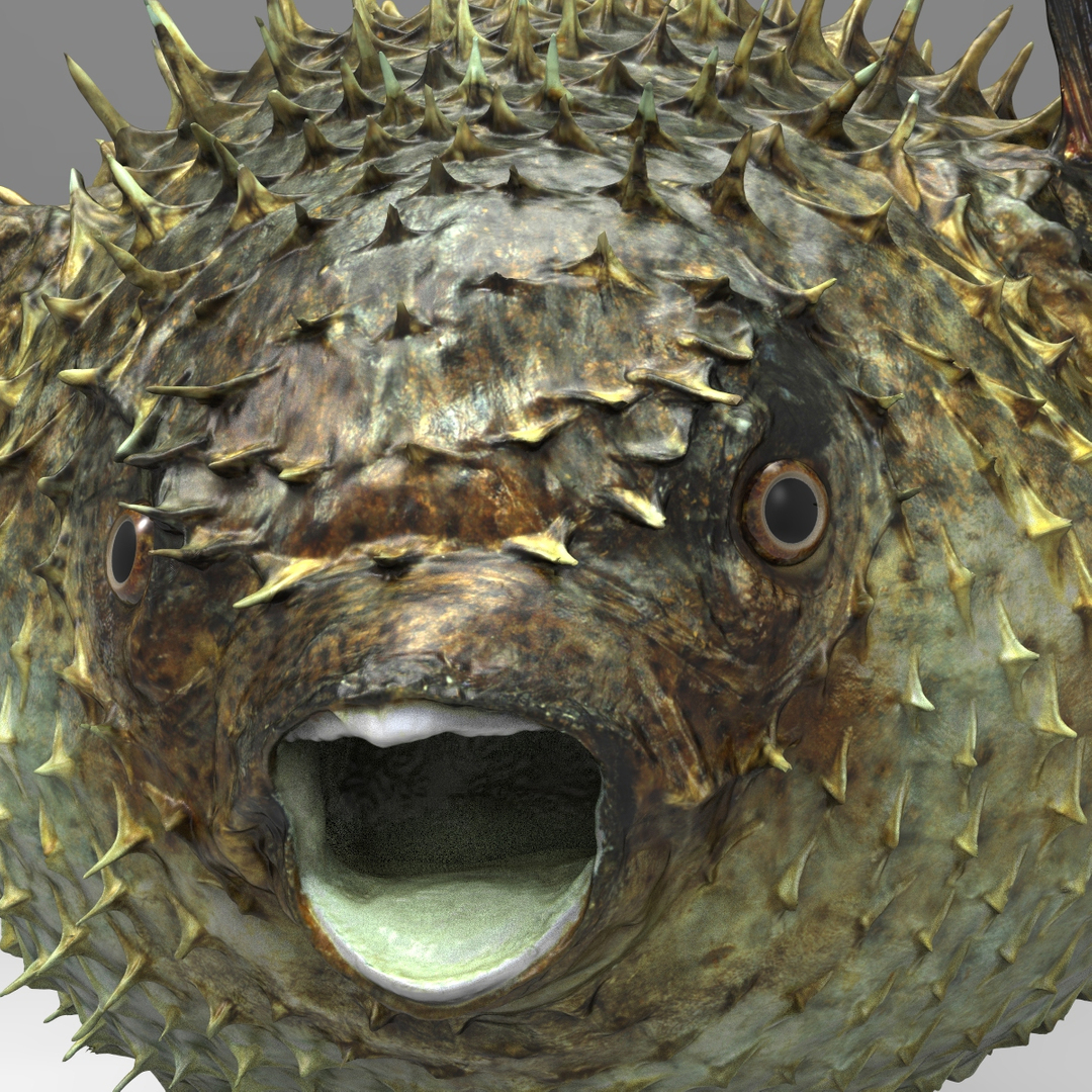 3d fugu fish model