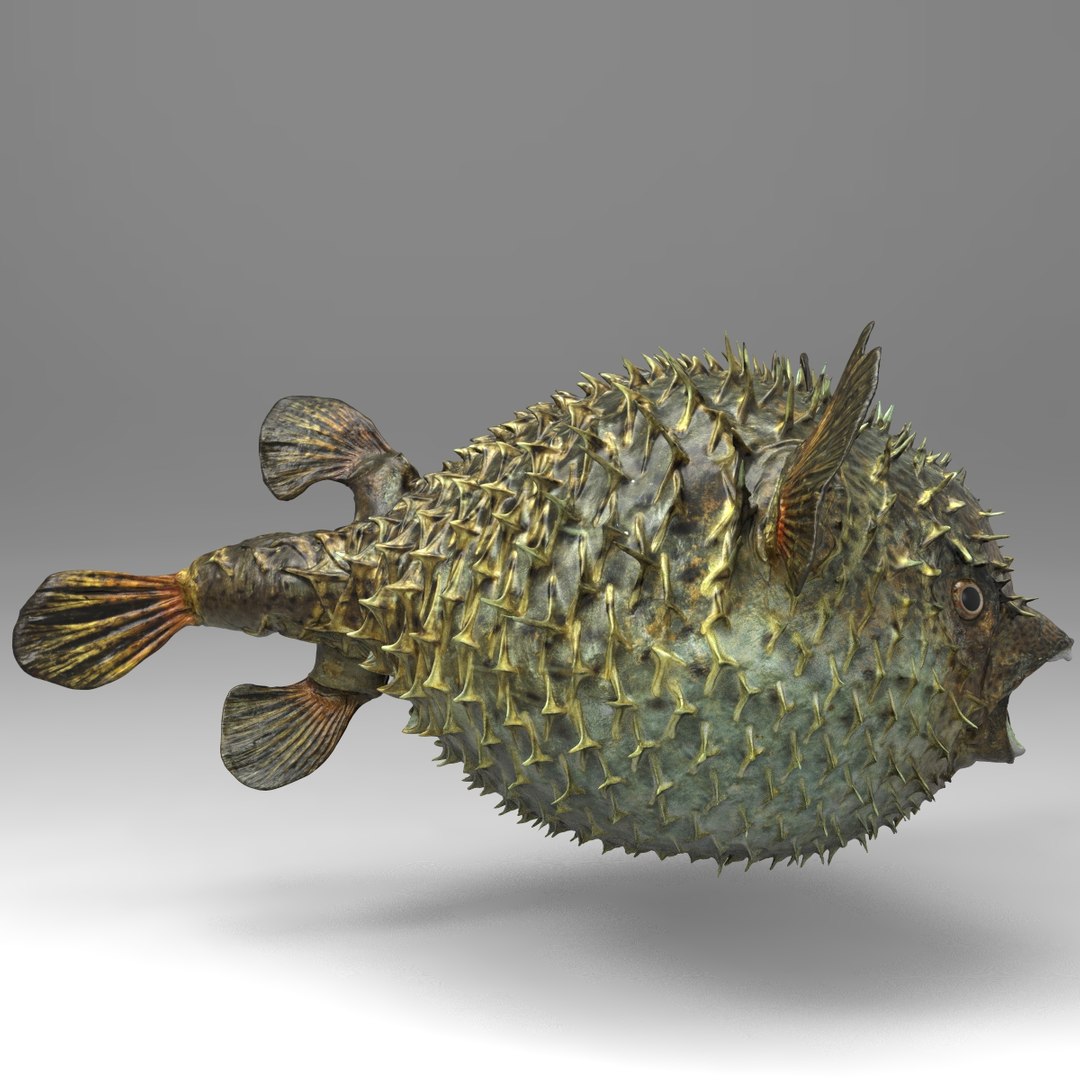 3d Fugu Fish Model