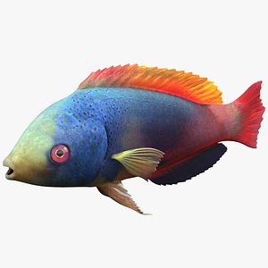 Wrasse 3D Models for Download | TurboSquid