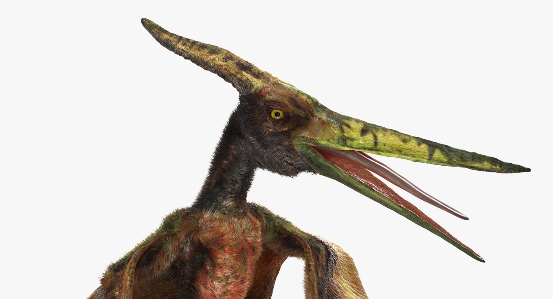 Pteranodon Flying Carnivorous Reptile Model - TurboSquid 1408723