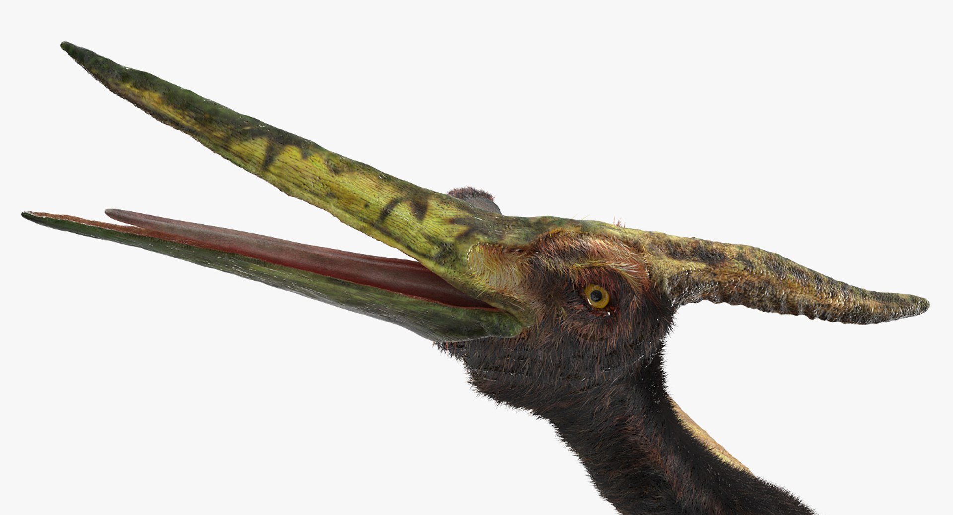 Pteranodon Flying Carnivorous Reptile Model - TurboSquid 1408723