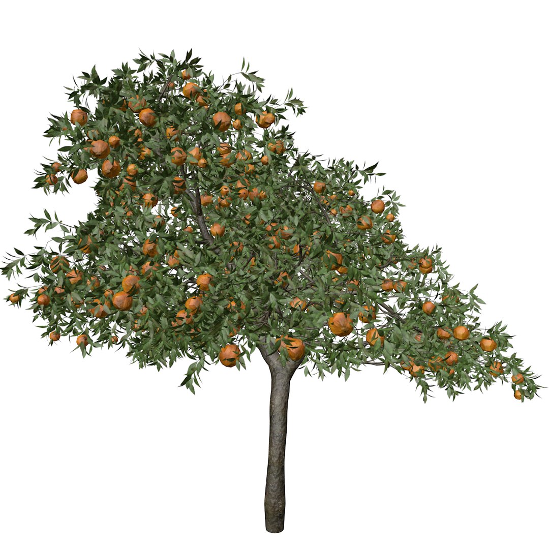 Orange Tree - 05 - 3D Model - TurboSquid 2377584