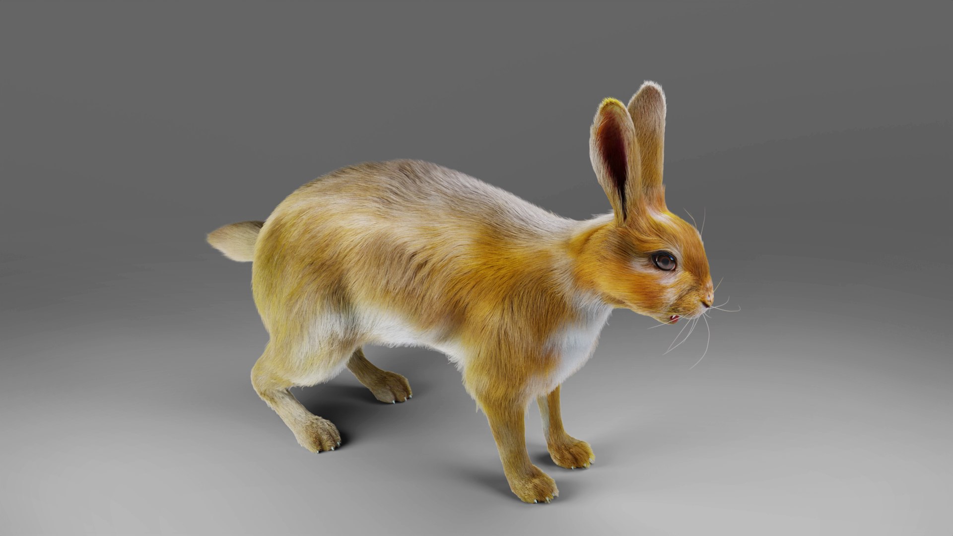 3D Model Fur Gray Rabbit NO Rigged - TurboSquid 1924636