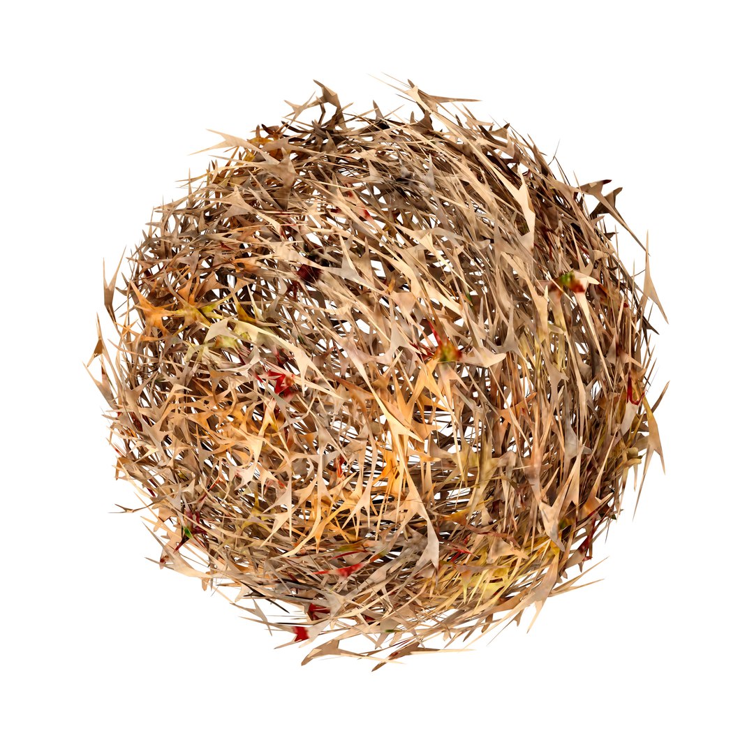 Tumbleweed hay bush 3D - TurboSquid 2069046
