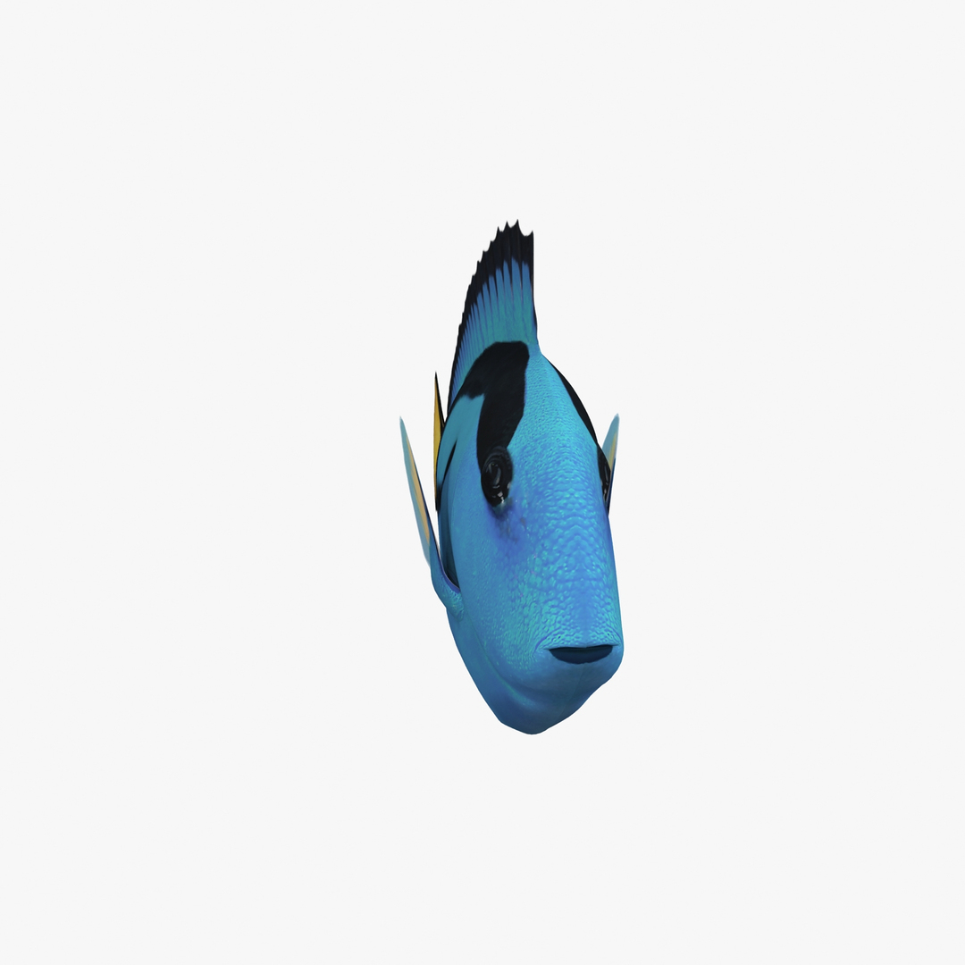 Blue Tang Rigged Fish 3D Model - TurboSquid 1238299