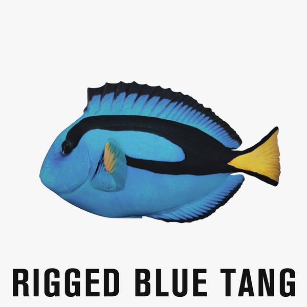 Blue tang rigged fish 3D model - TurboSquid 1238299