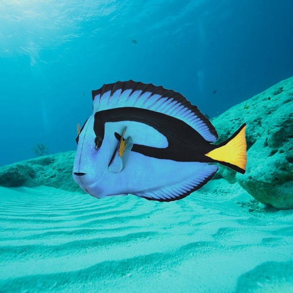 Blue tang rigged fish 3D model - TurboSquid 1238299