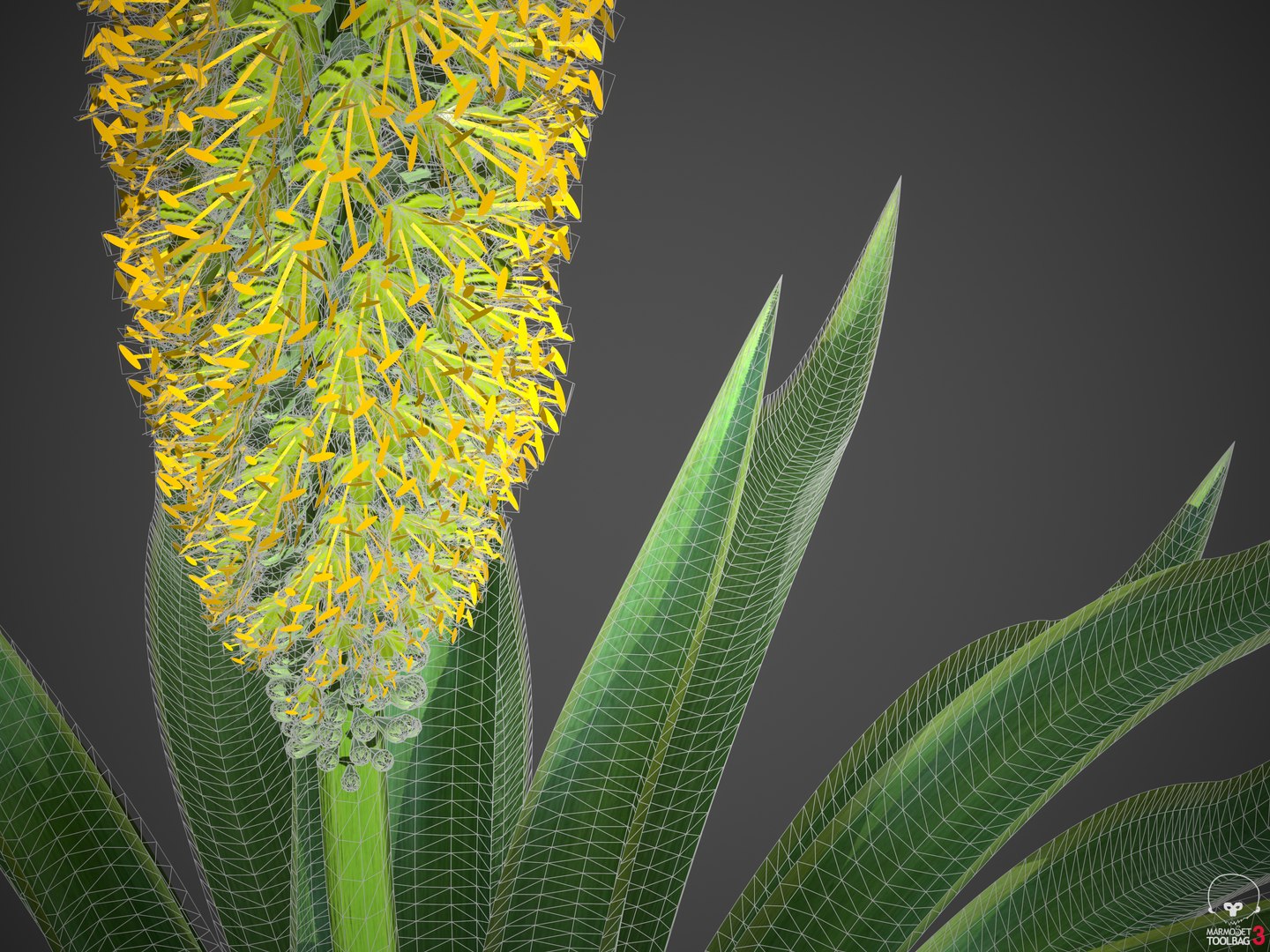 3D XfrogPlants Octopus Agave - Agave Vilmoriniana - TurboSquid 1719383