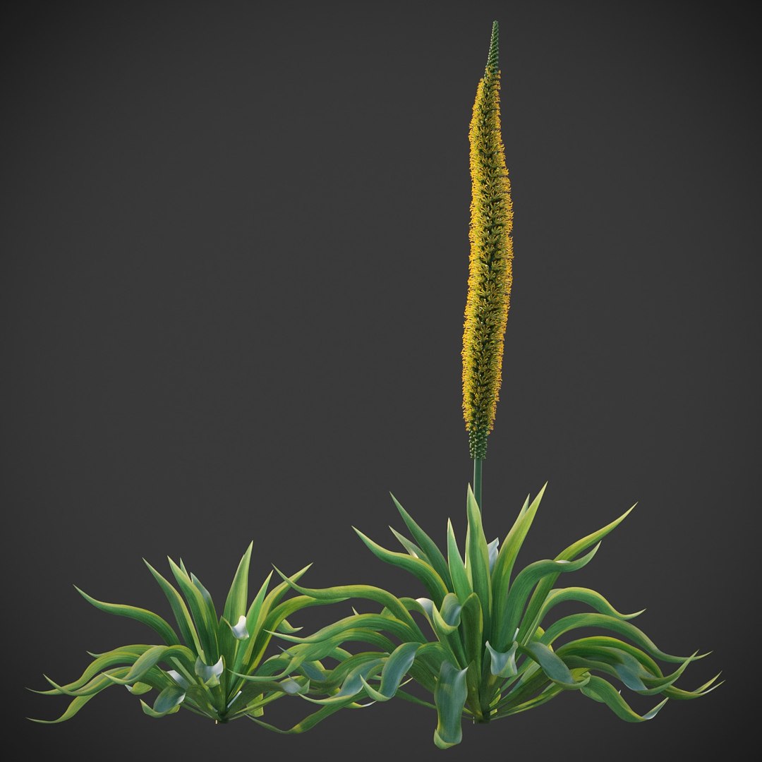 3D XfrogPlants Octopus Agave - Agave Vilmoriniana - TurboSquid 1719383