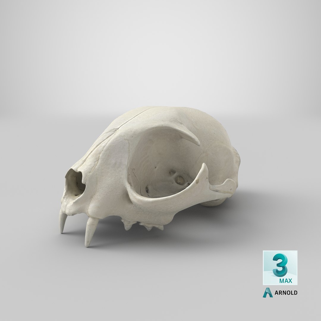 Domestic cat skull 01 3D model - TurboSquid 1540990