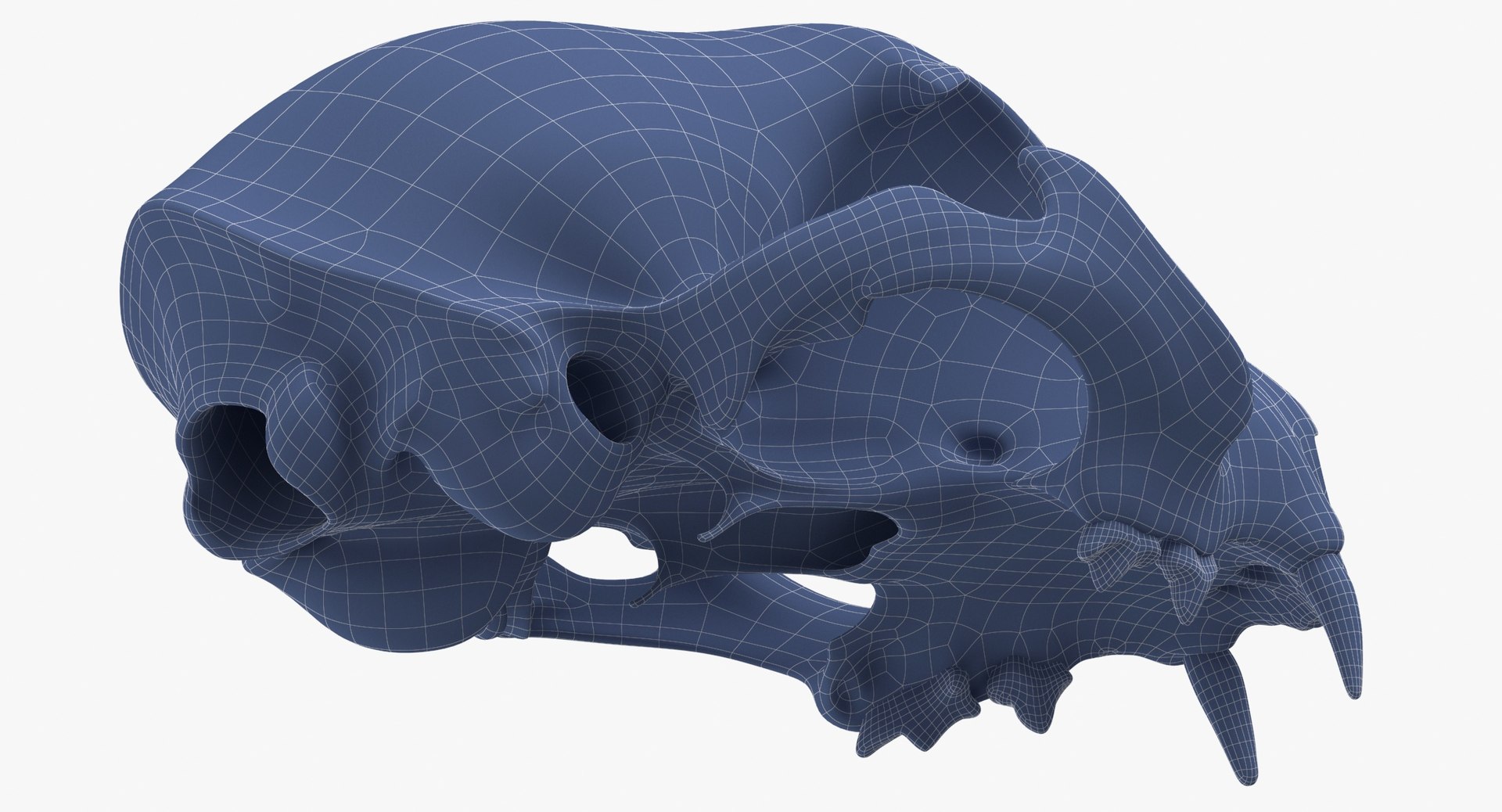 Domestic Cat Skull 01 3D Model - TurboSquid 1540990