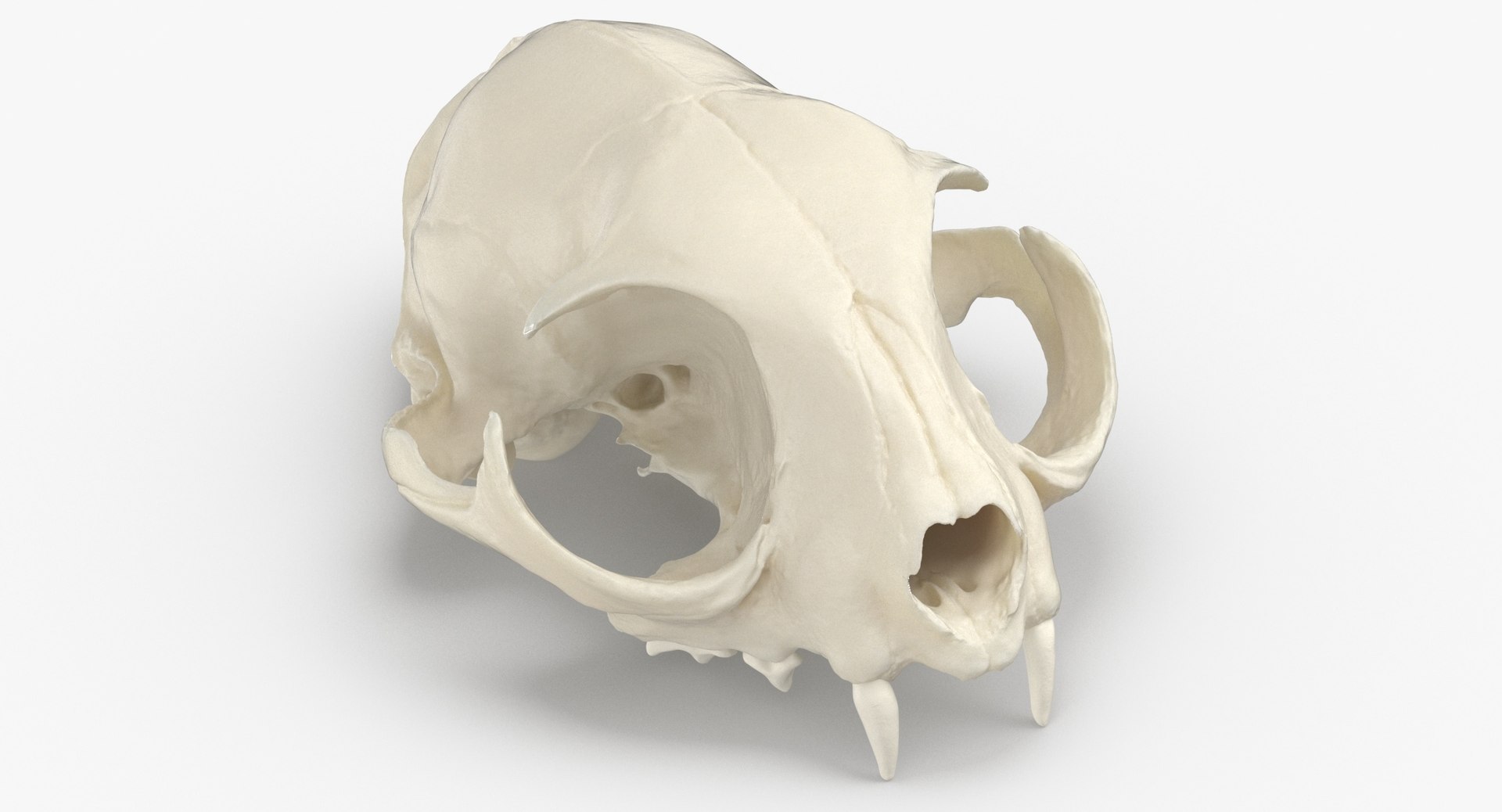 Domestic cat skull 01 3D model - TurboSquid 1540990