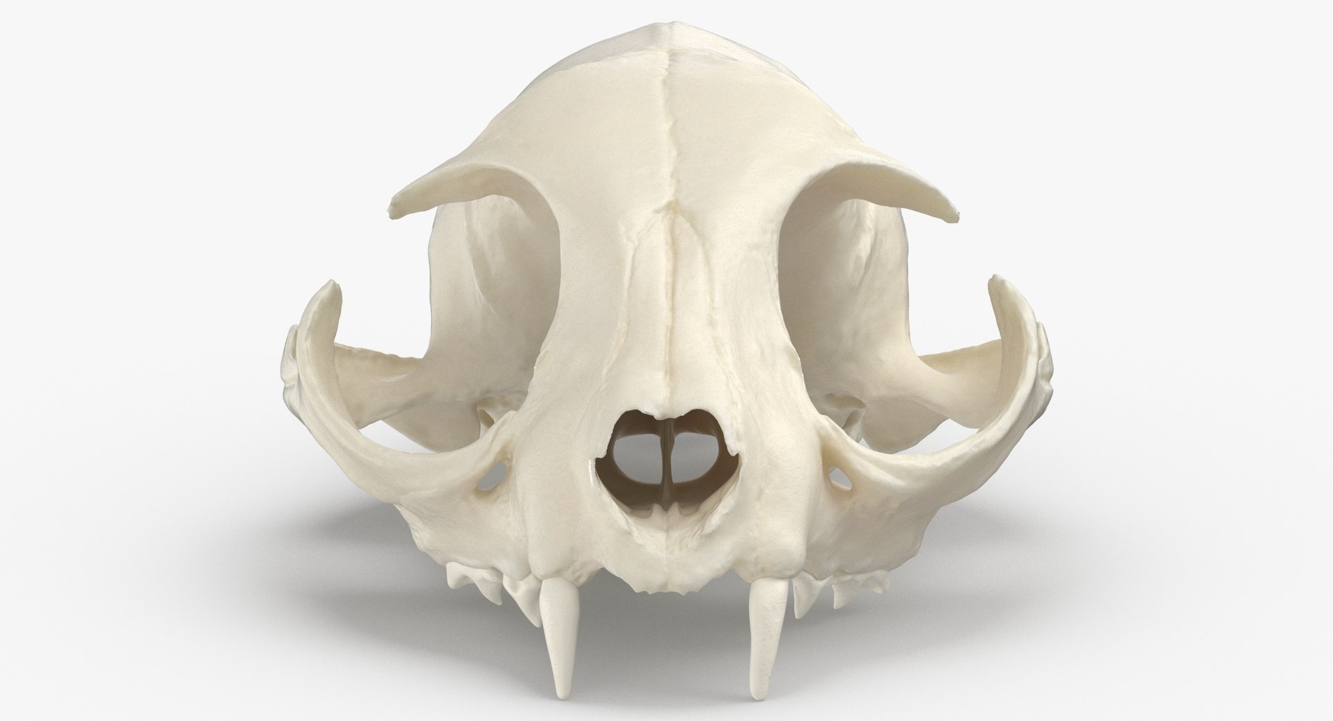 Domestic Cat Skull 01 3D Model - TurboSquid 1540990