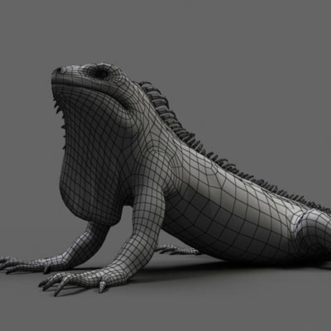 Lizards Iguania Iguanas 3d Model