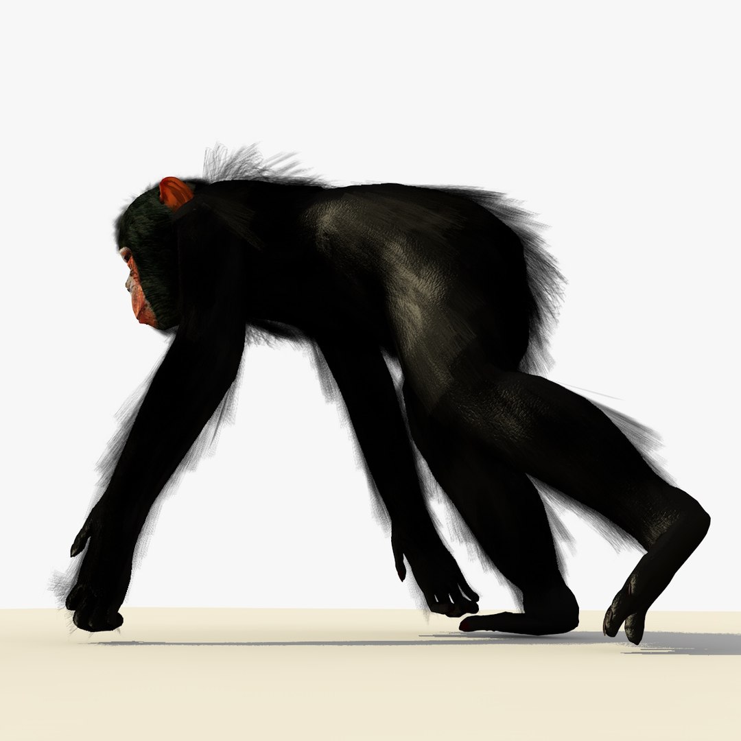 chimpanzee walking pose fur 3ds