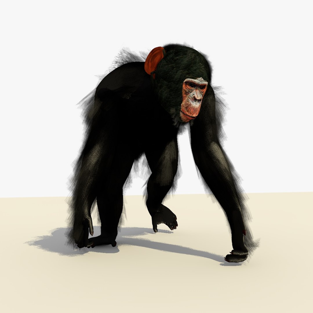 chimpanzee walking pose fur 3ds