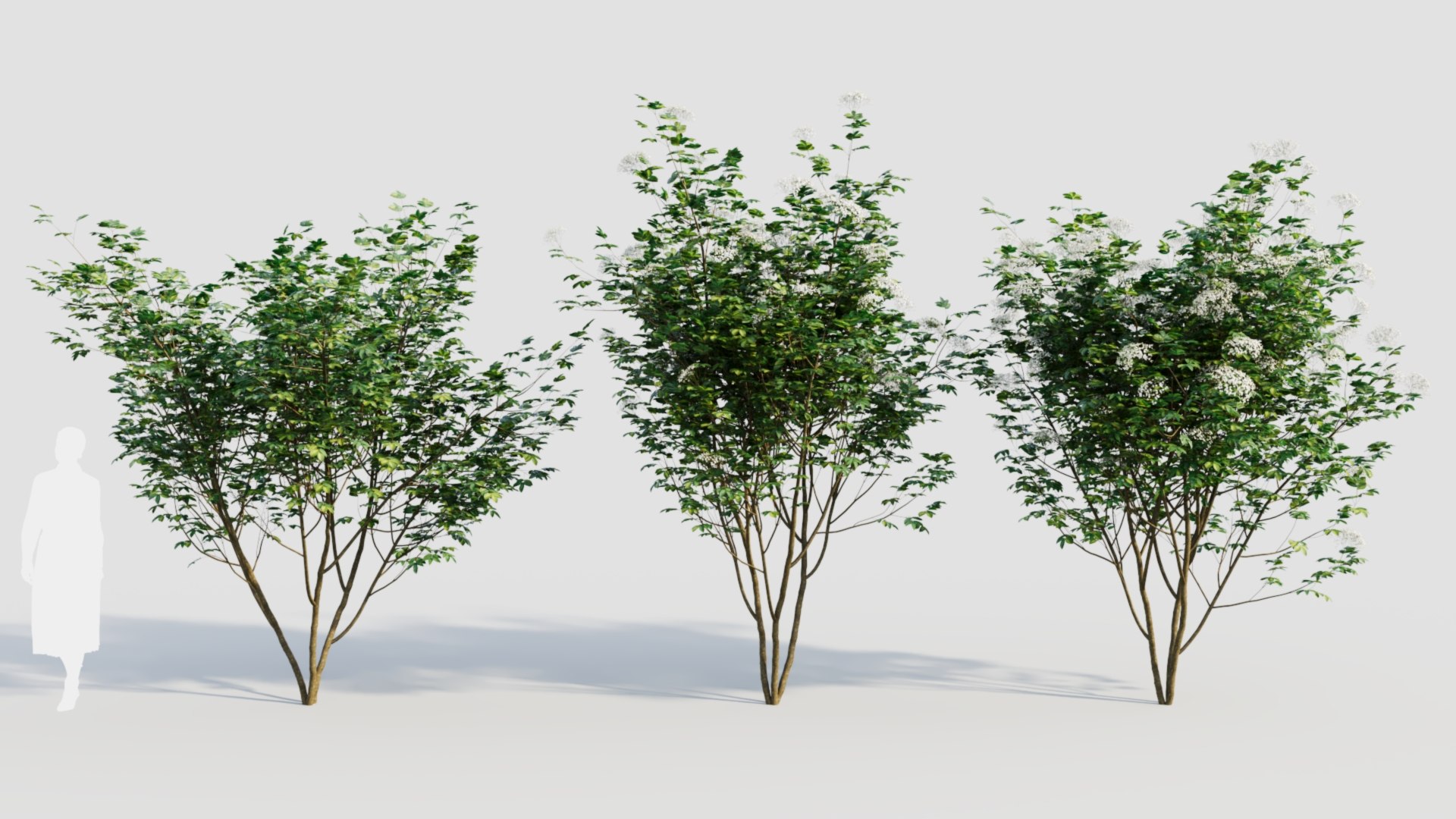 3D Sambucus Nigra B - TurboSquid 2239579