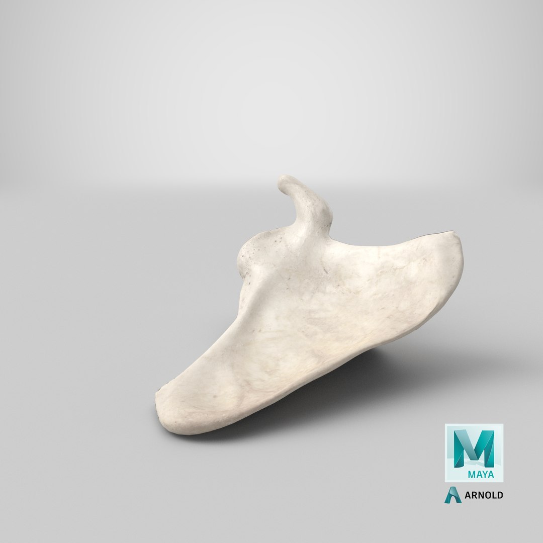 Human scapula bone 01 3D model - TurboSquid 1538253