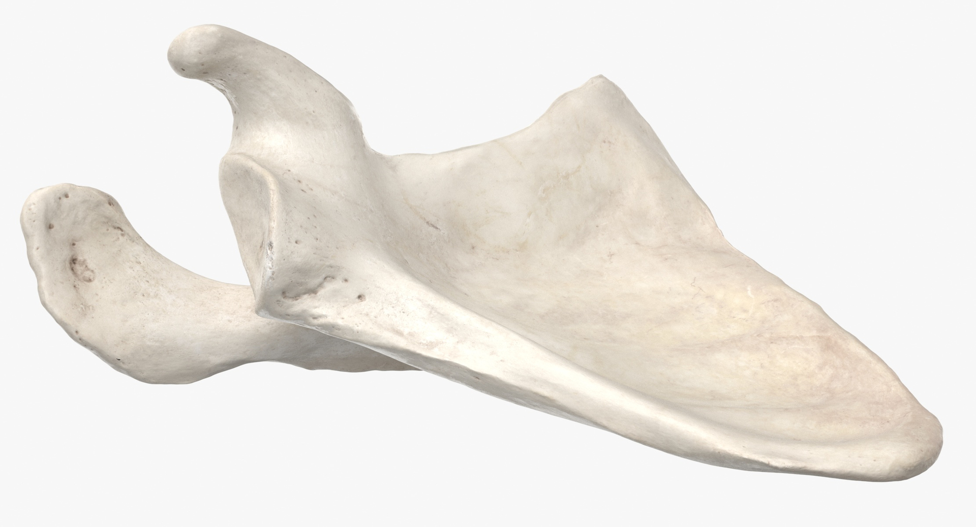 Human scapula bone 01 3D model - TurboSquid 1538253