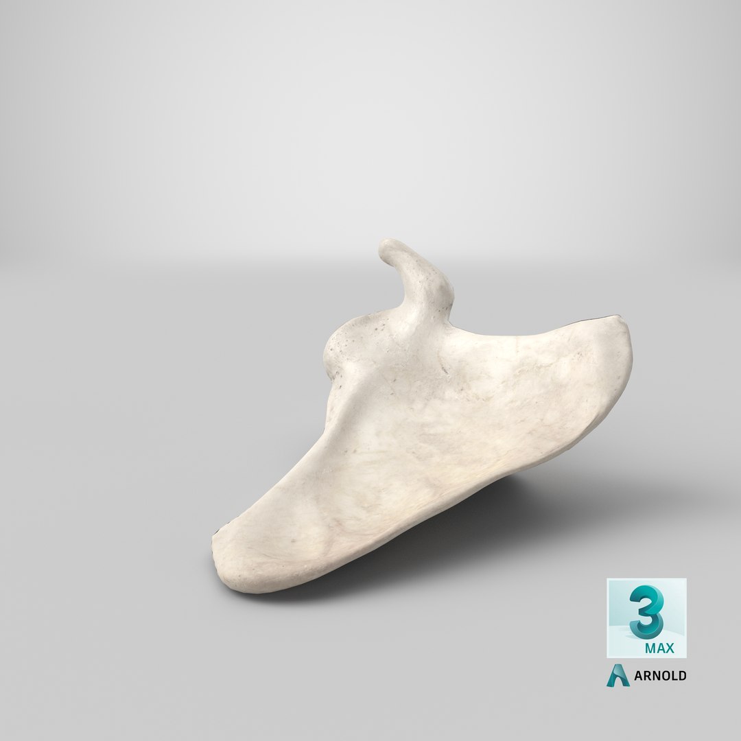 Human scapula bone 01 3D model - TurboSquid 1538253