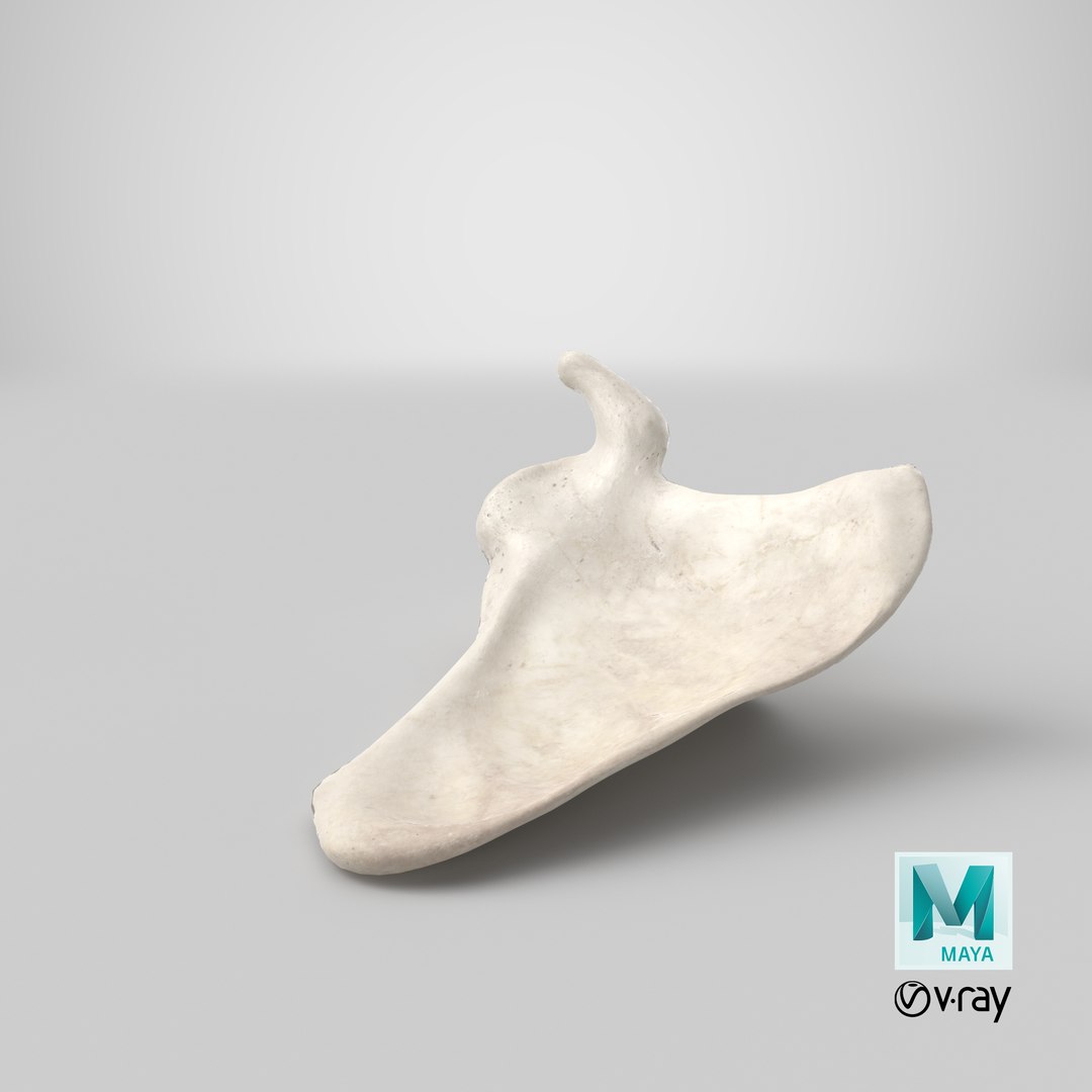 Human scapula bone 01 3D model - TurboSquid 1538253