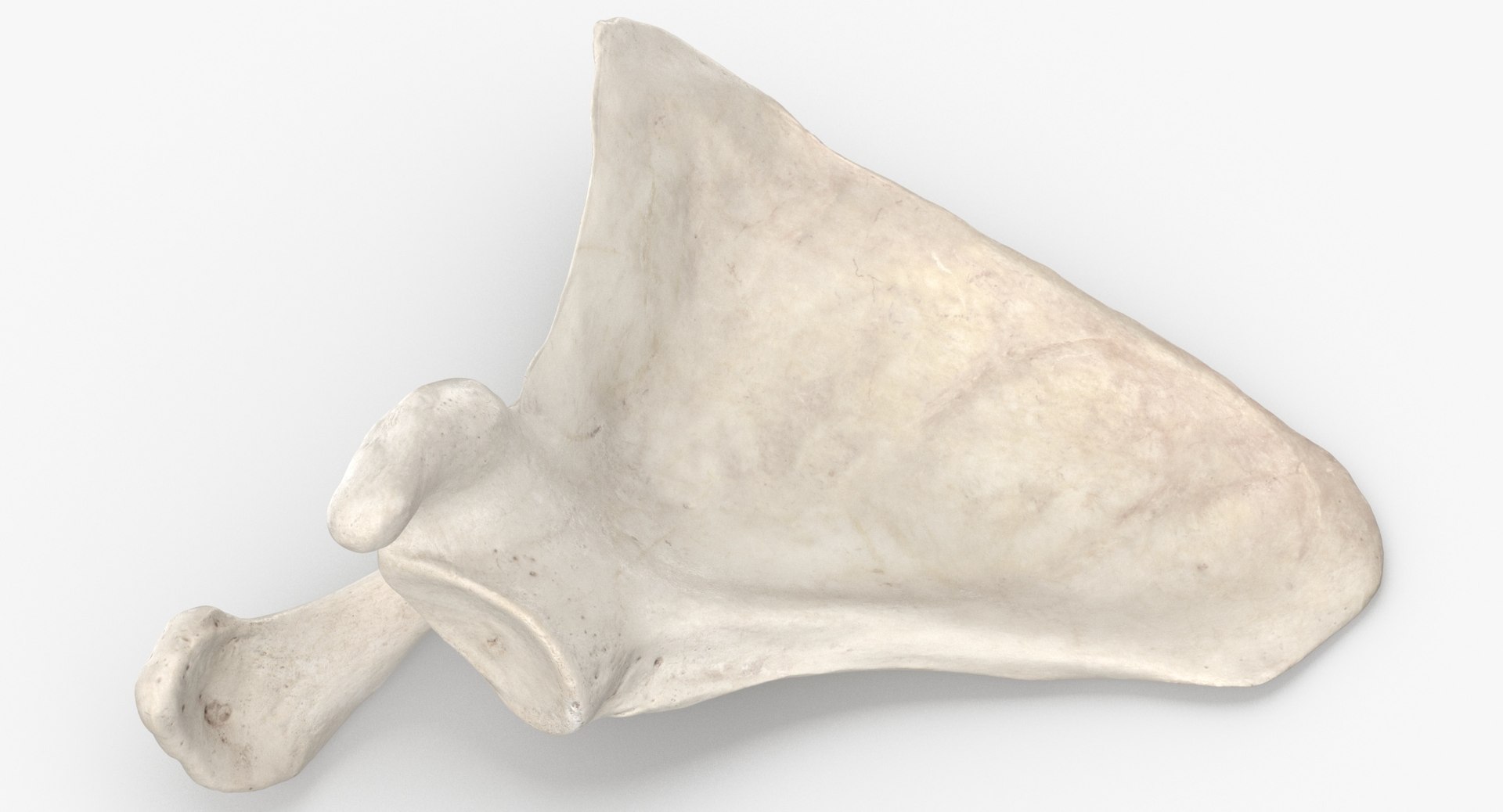 Human scapula bone 01 3D model - TurboSquid 1538253