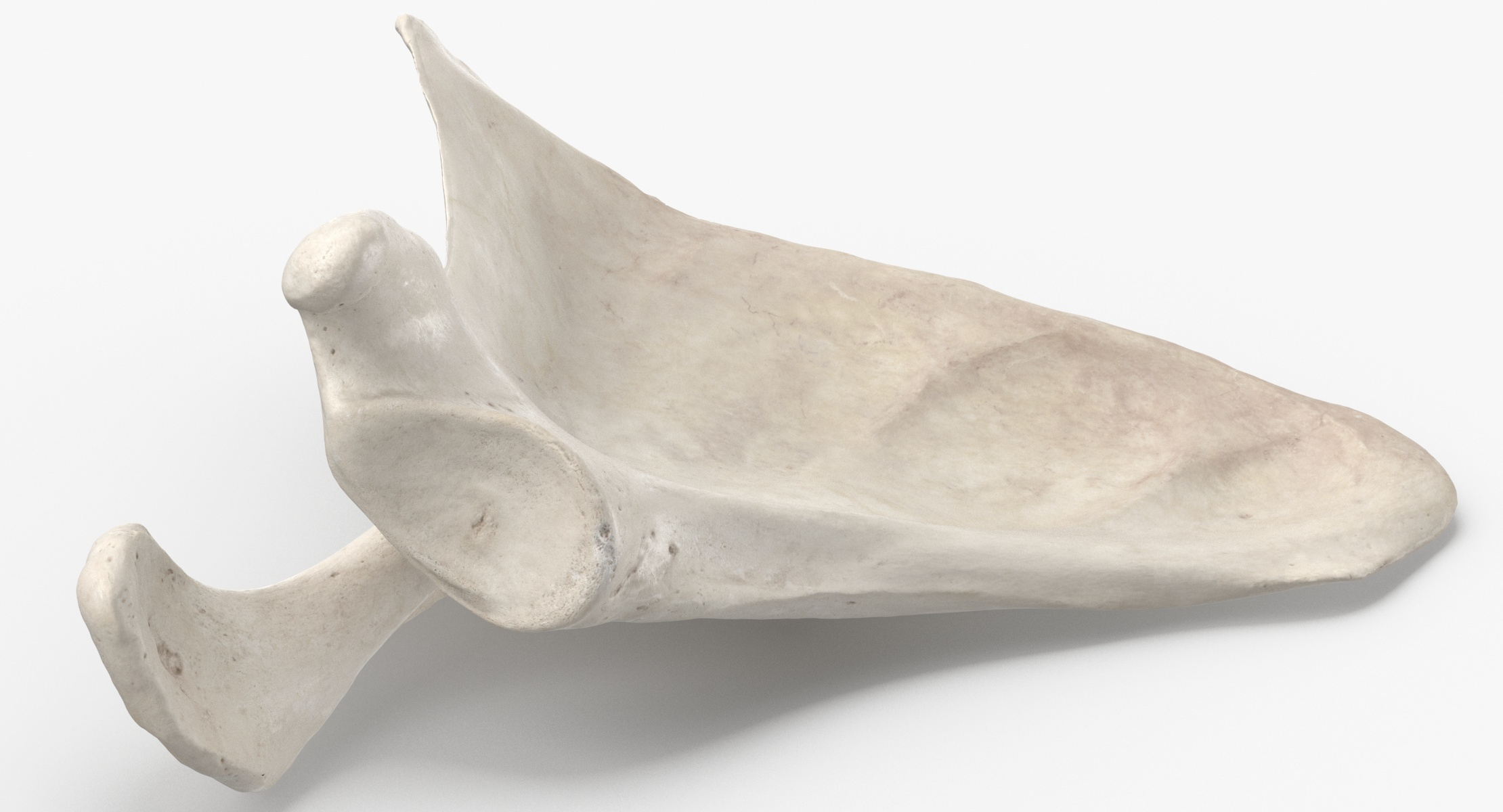 Human scapula bone 01 3D model - TurboSquid 1538253